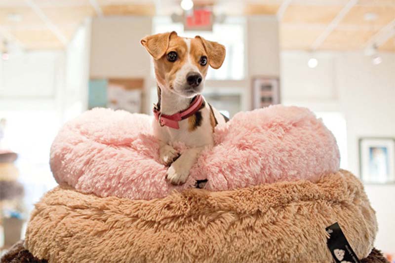 Best Pet Boutique Best Pet Boutique