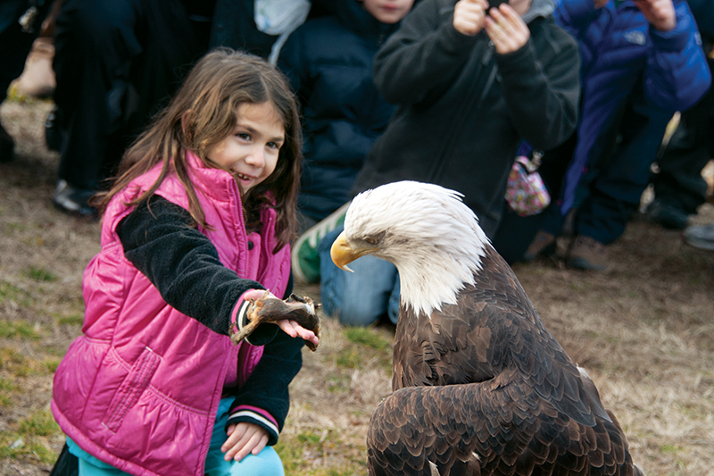 Hudson River EagleFest (And 9 Fun Facts About Bald Eagles)