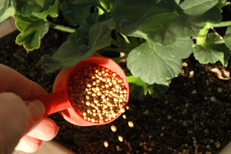 How to Fertilize Your Garden the Right Way
