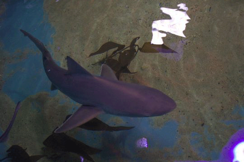 7 Live Sharks Removed From Dutchess County Basement