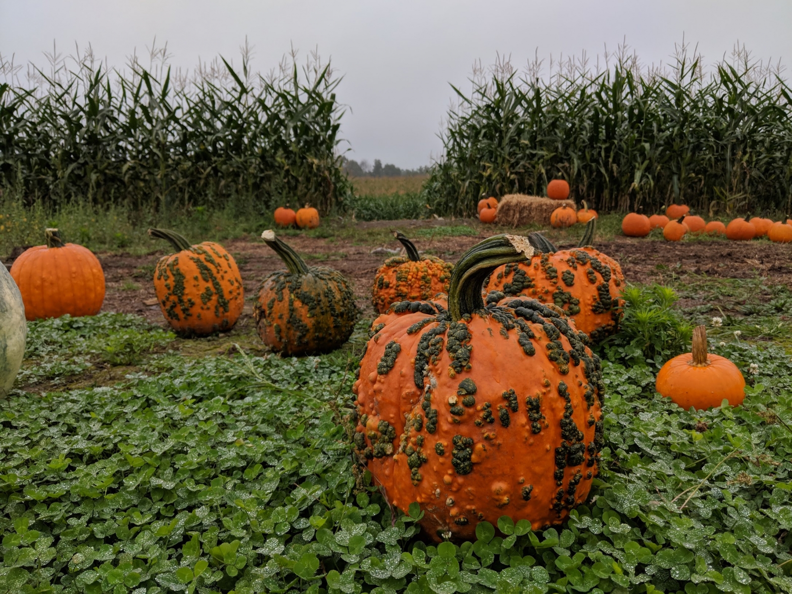 Hit These Hudson Valley Farms for Prime Pumpkin Picking