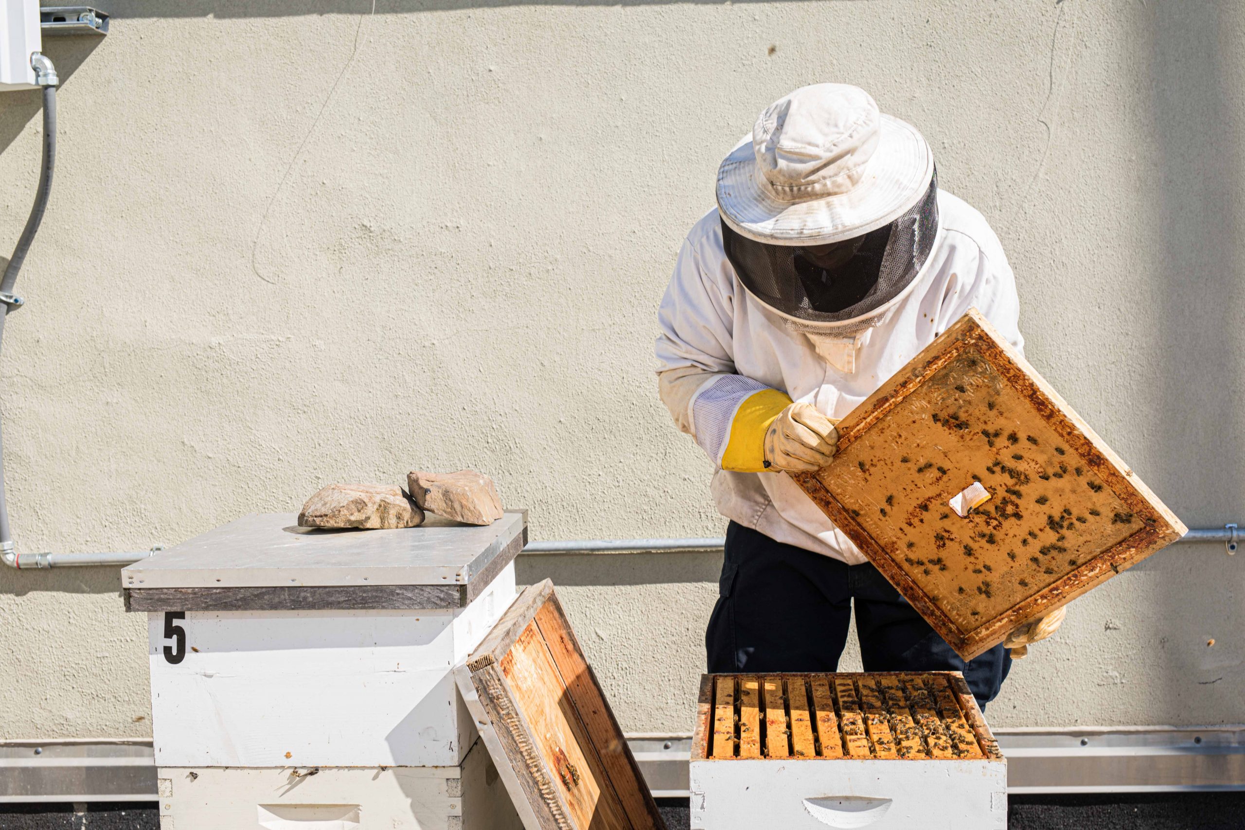 Meet the NYPD's Official Beekeeper From Middletown