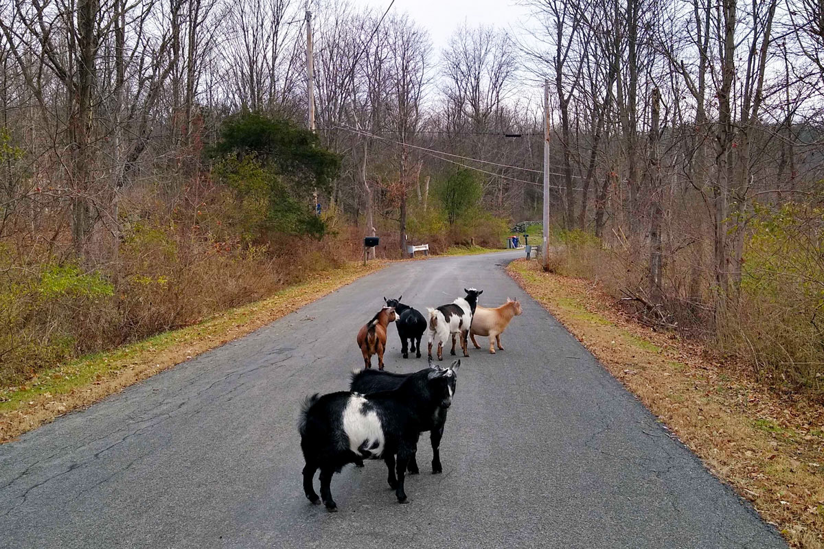 Goat Glamping Is the Hudson Valley Airbnb Getaway You Need Right Now