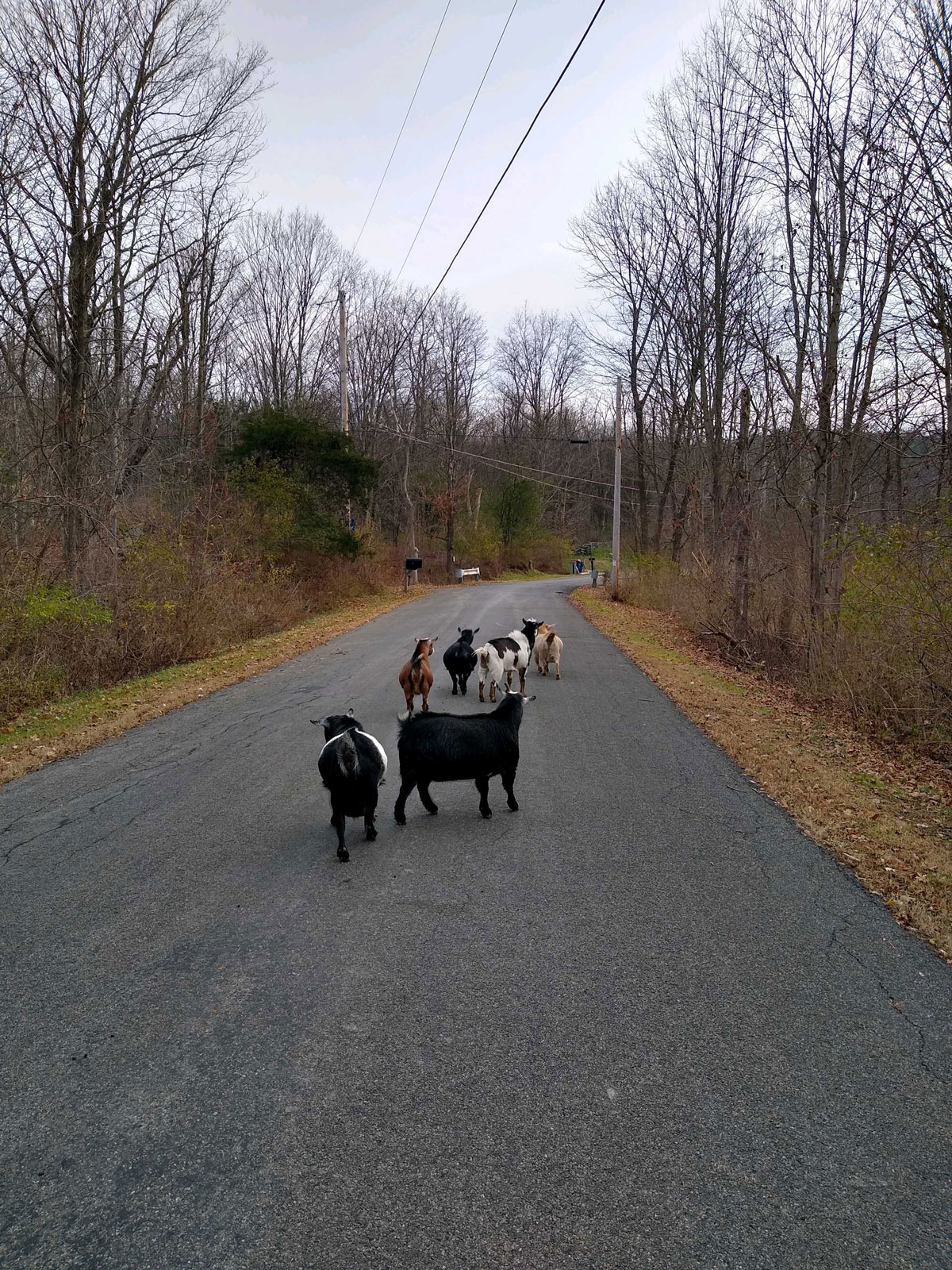 Goat Glamping Is the Hudson Valley Airbnb Getaway You Need Right Now