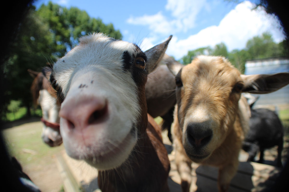 Goat Glamping Is the Hudson Valley Airbnb Getaway You Need Right Now