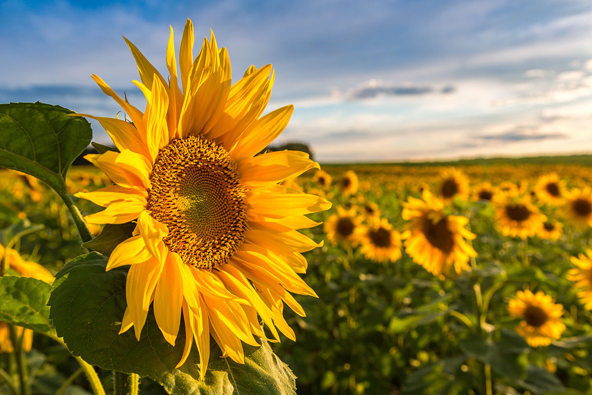Sunflower Farms in the Hudson Valley: Where to Find Them