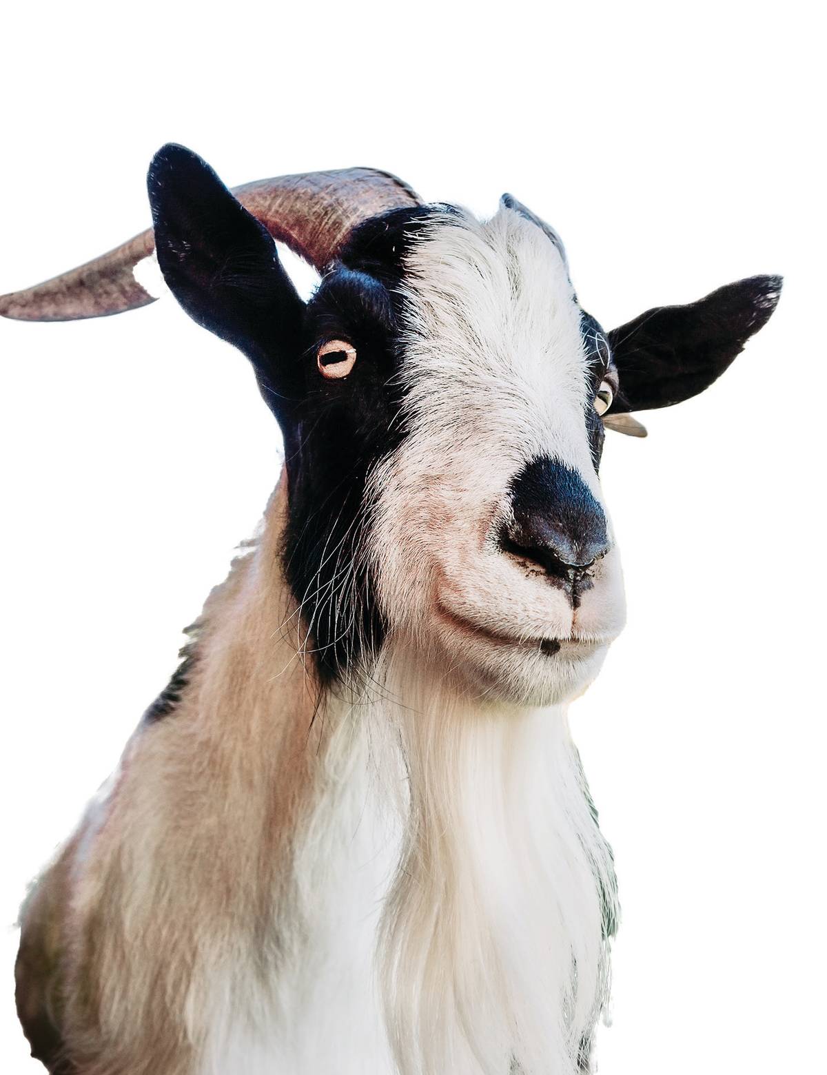 10 Hudson Valley Farms, Sanctuaries, and Zoos to Visit Animals