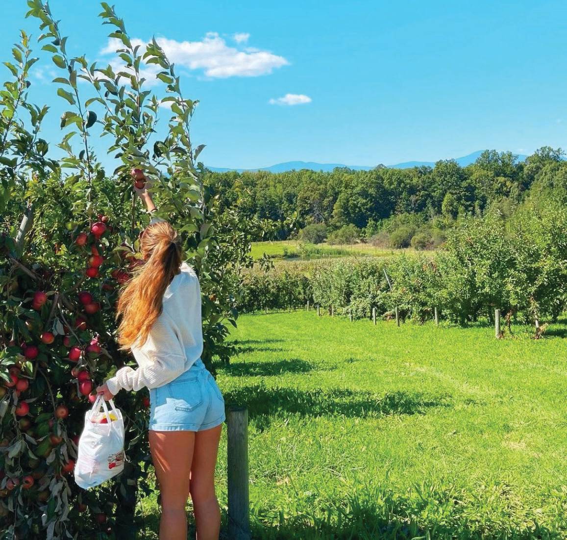 Apple Picking in the Hudson Valley: Your Official Farm Guide