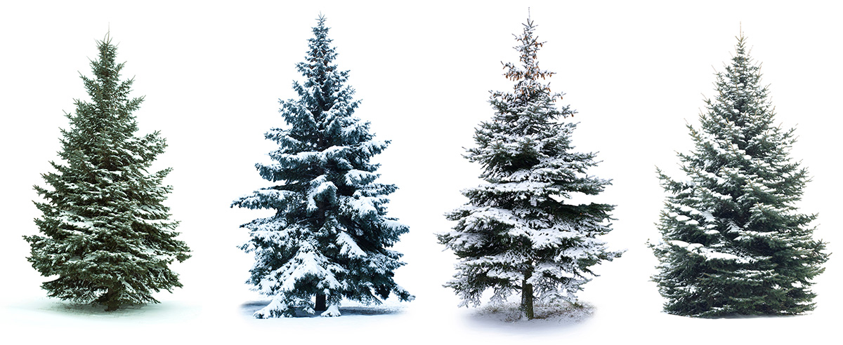 Pick Your Perfect Pine at a Hudson Valley Christmas Tree Farm