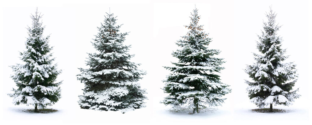 Pick Your Perfect Pine at a Hudson Valley Christmas Tree Farm