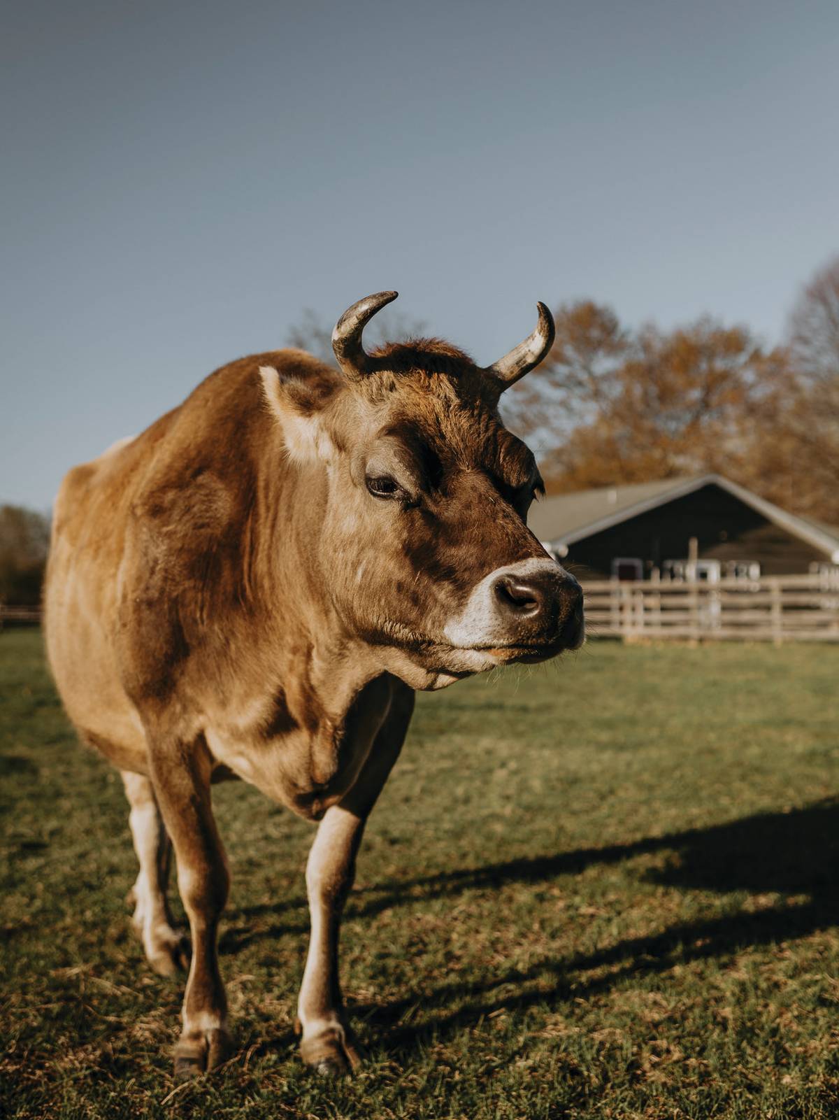 10 Hudson Valley Farms, Sanctuaries, and Zoos to Visit Animals