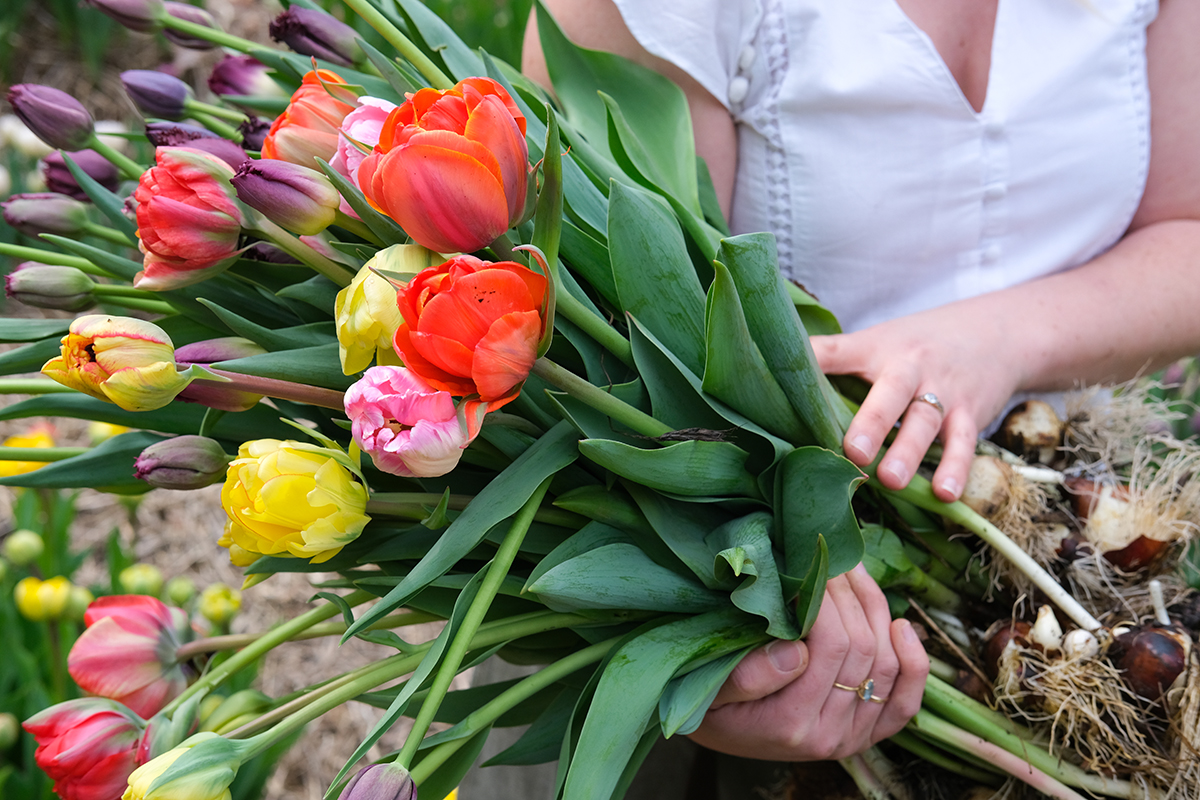 10 Tulip Facts With Putnam County's Heirloom Fresh Flowers