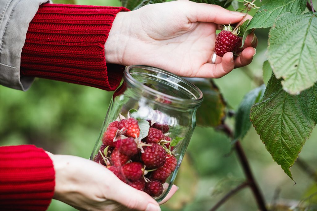 Where to Pick Your Own Berries in the Hudson Valley