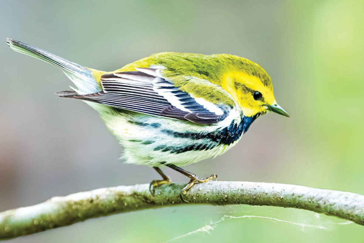 Birdwatching 101: Your Guide to the Hobby in the Hudson Valley