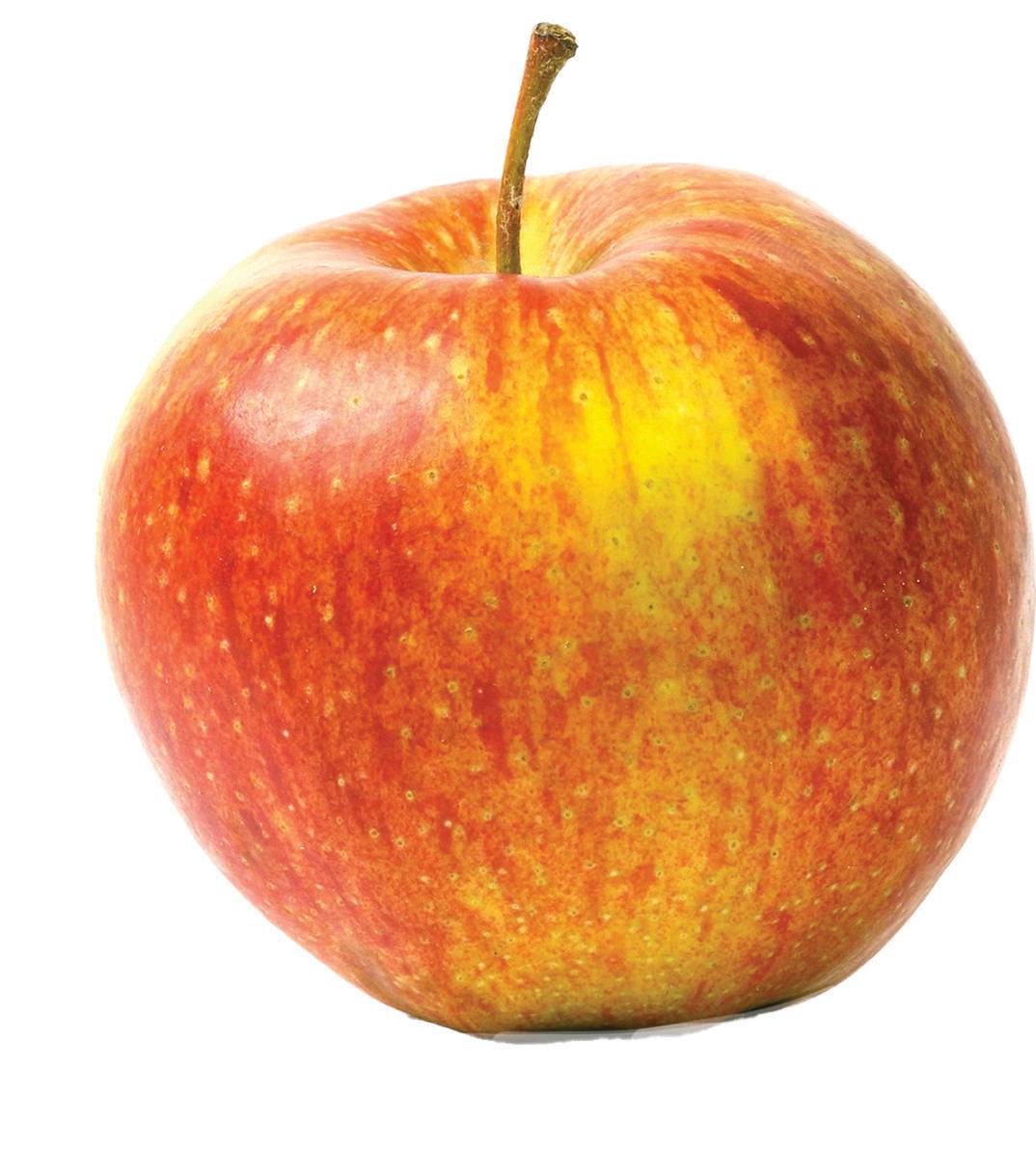 The Native Apple Varieties to Pick in the Hudson Valley