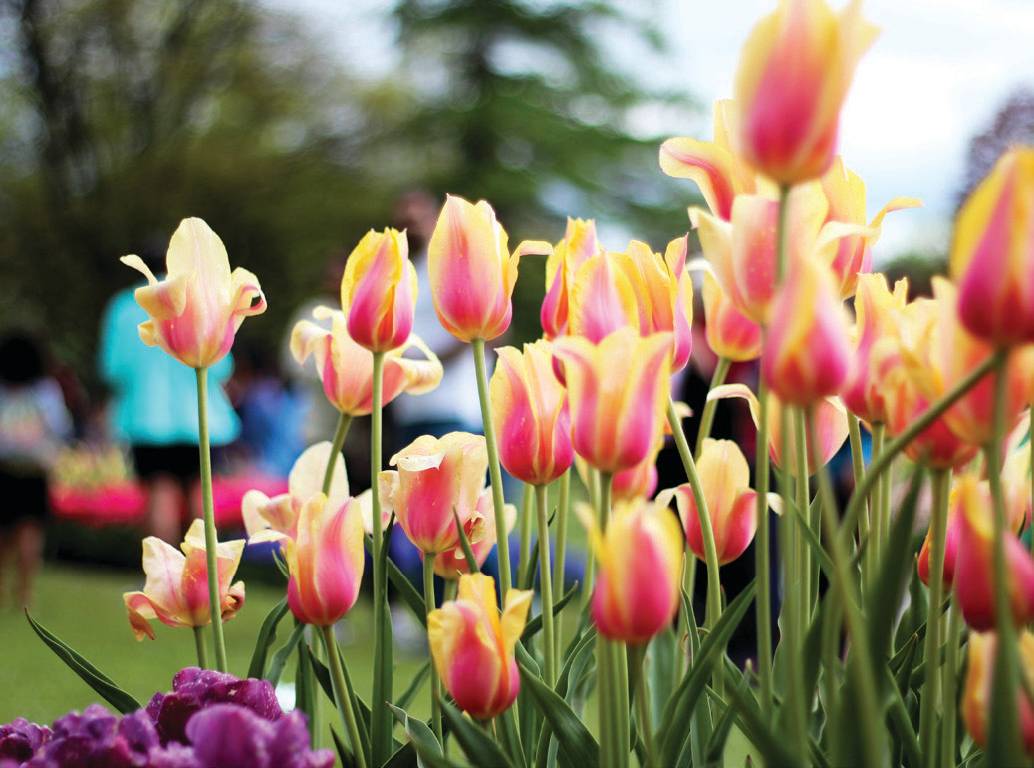 The Albany Tulip Festival Is a Springtime Marvel
